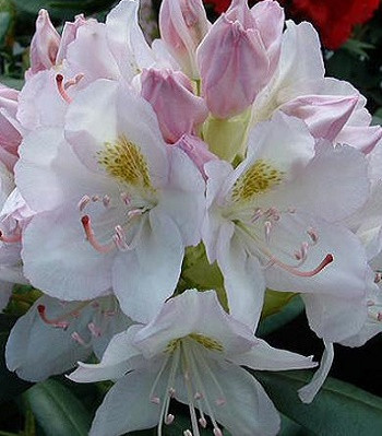 Купити Рододендрон "Catawbiense Album" - Рододендрони від Sad24ua